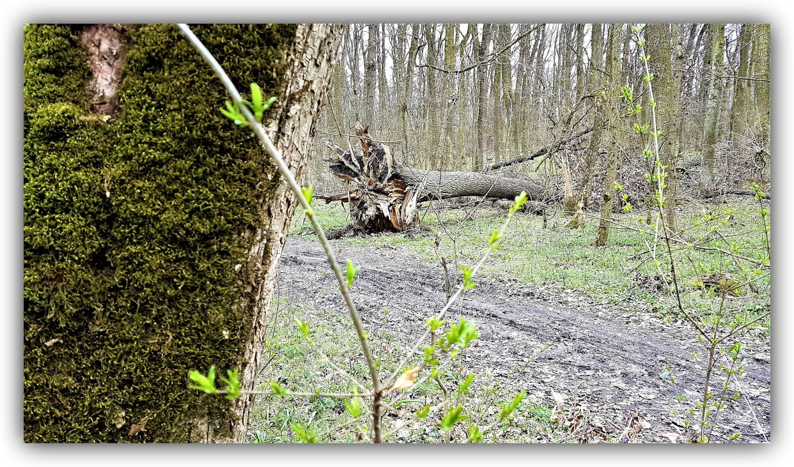 O plimbare prin padure