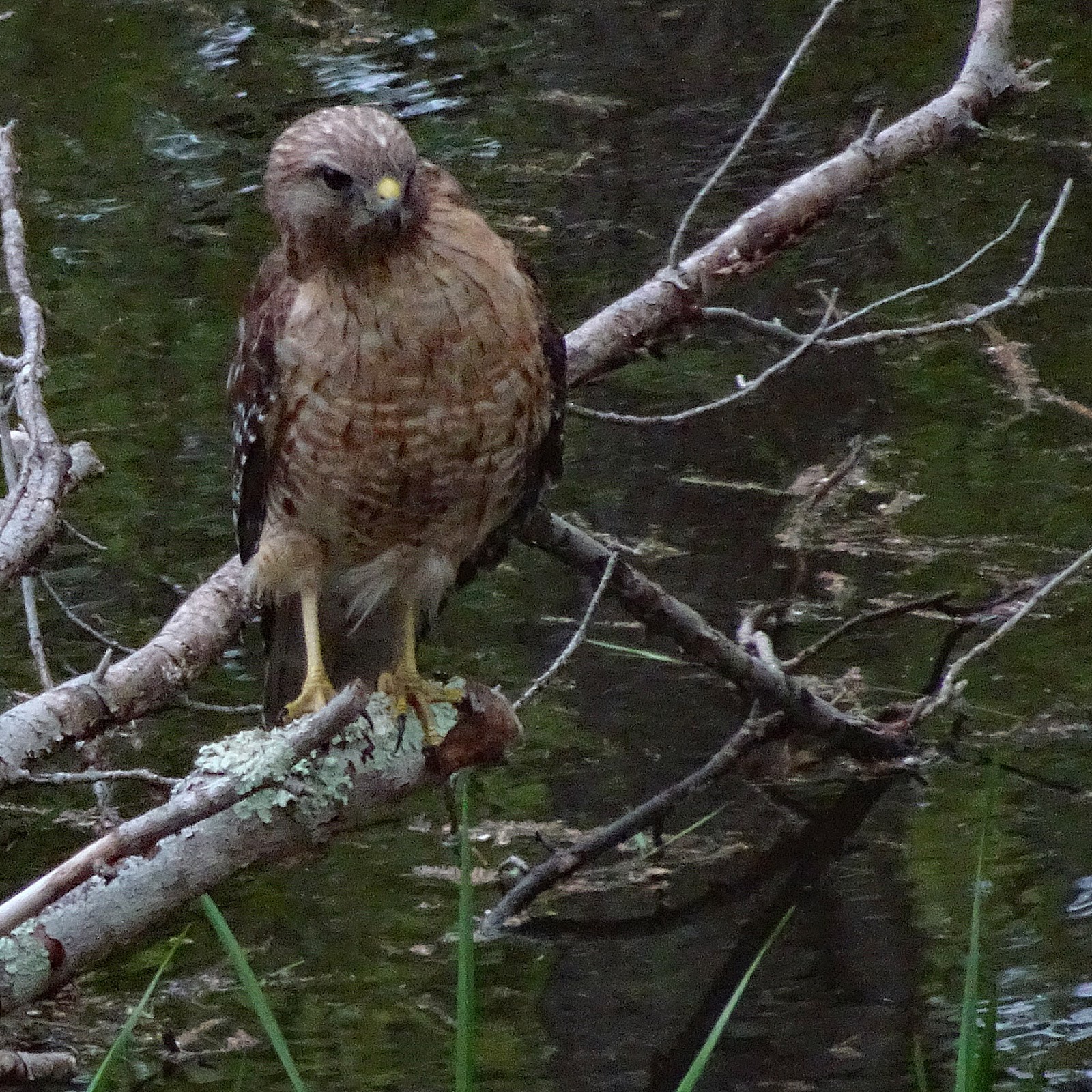 Joe's Retirement Blog: Local Sights, Manomet, Plymouth, Massachusetts, USA