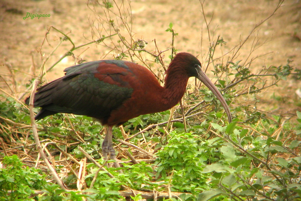 Pozo Alcón Digispaco: Morito común