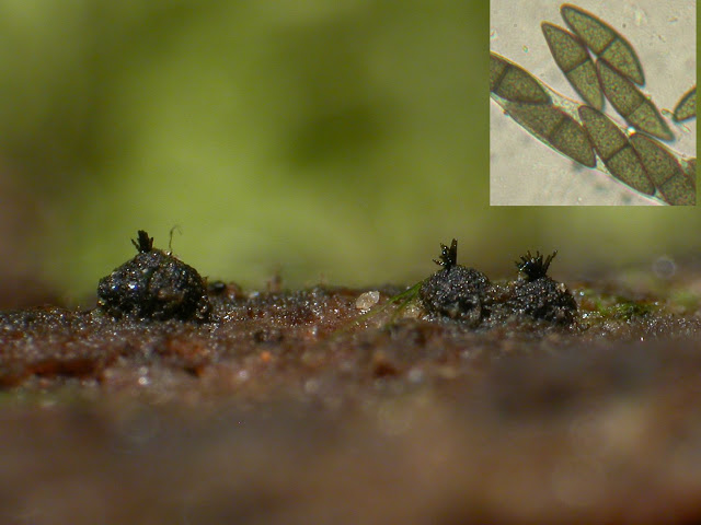 Variety of Life: Aliquandostipitaceae