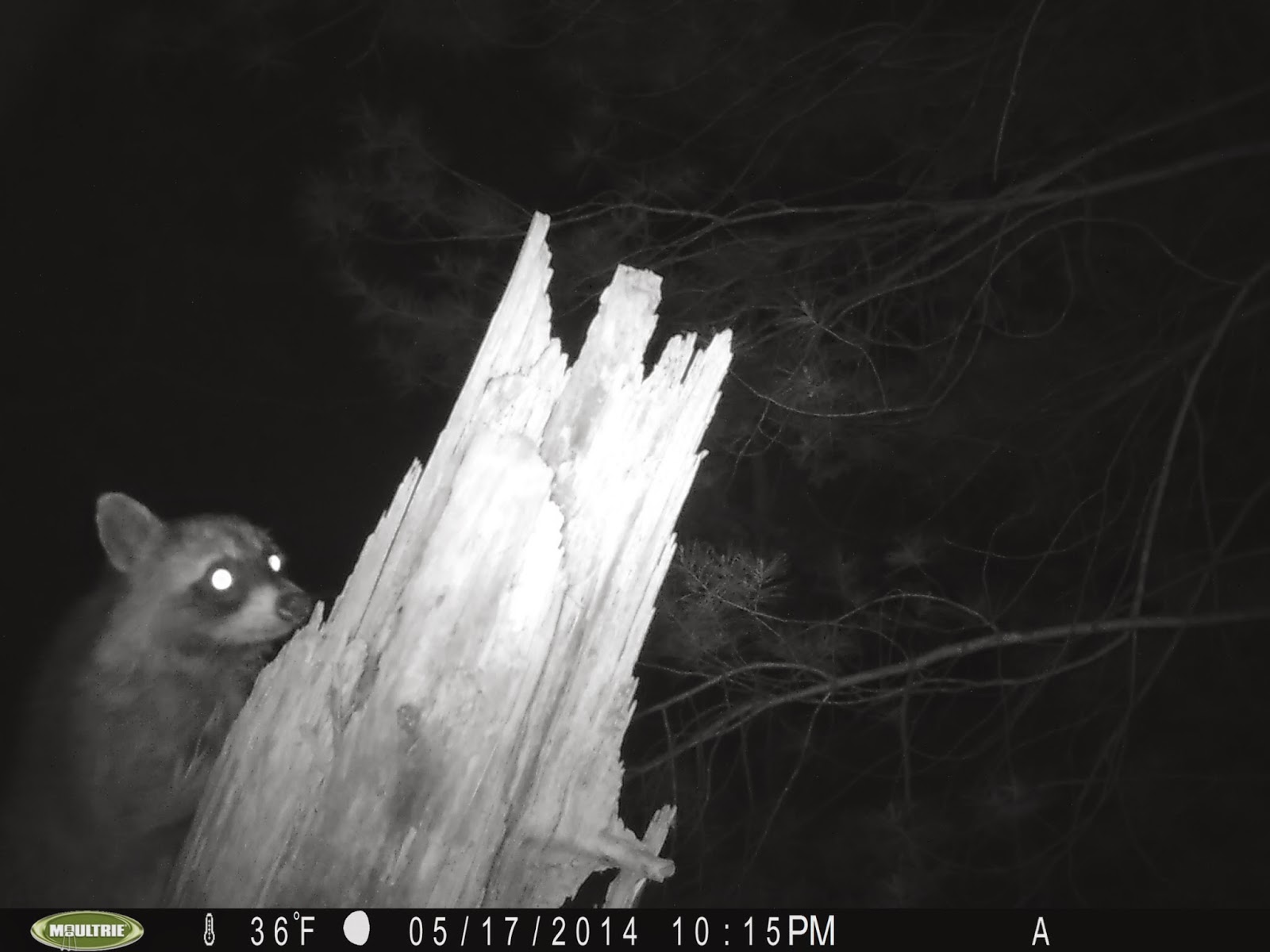 Trail Camera Catch of the Day......: Different Stump Different Day