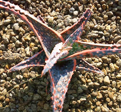 Thaisucculents: Aloe rocco, Aloe cv 'coral edge'