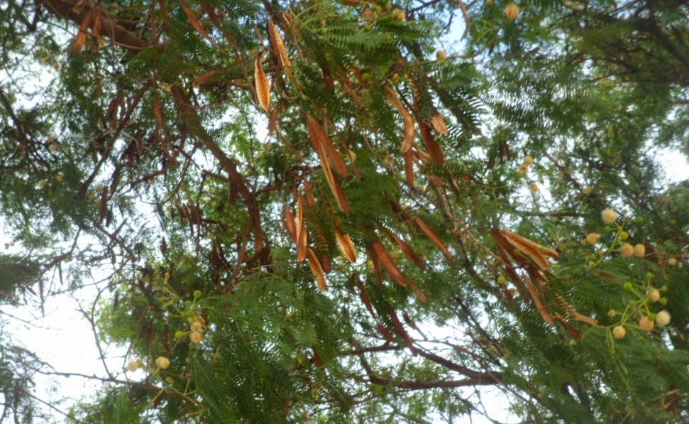 Aromito en flor: Acacia Visco II