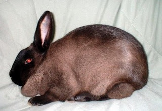 Diary of a Mad Pet Enthusiast: Breed of the Day: American Sable Rabbit