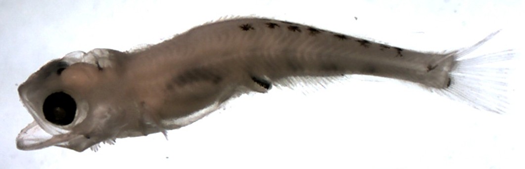 Ictioplancton en Chile: Larvas del pez linterna Lampanyctodes hectoris ...