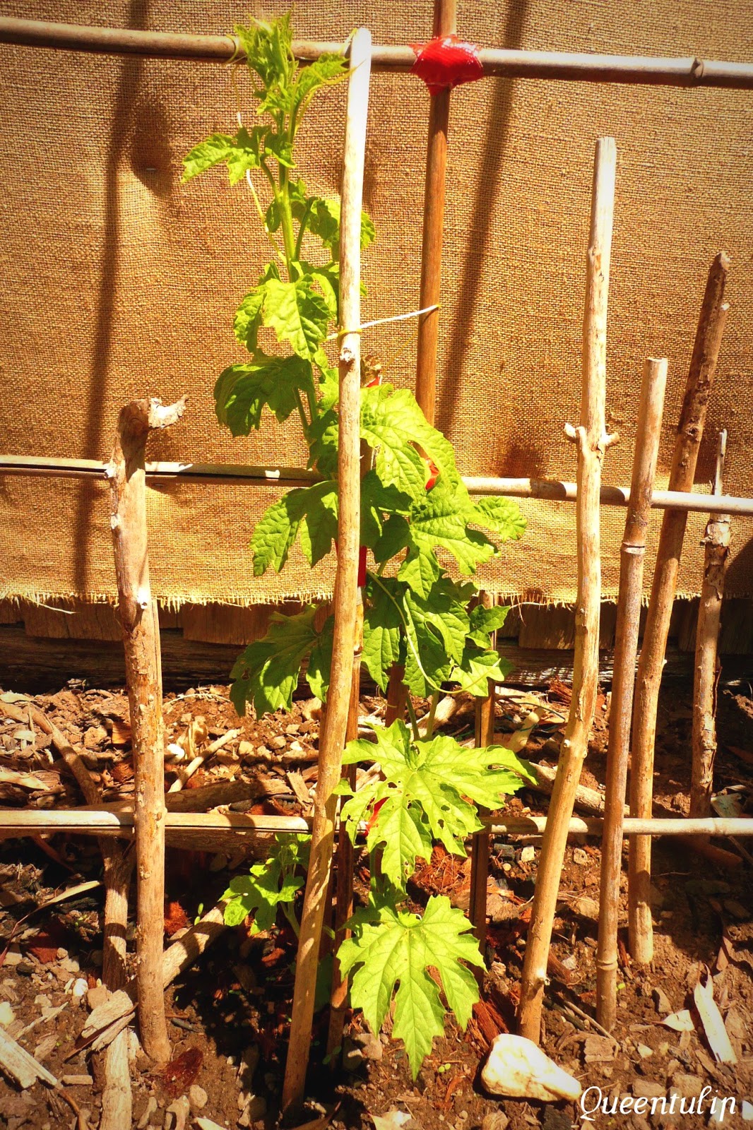 Queentulip First Bitter Gourd or Bitter Melon Plant | Queentulip