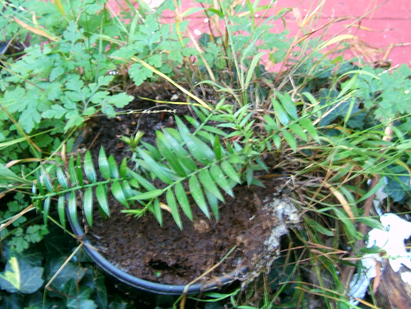 Universal Land Rights: The Bunya Pine -- A Special Tree