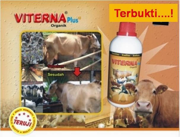 penggemukan sapi & kambing secara Optimal: Vitamin sapi
