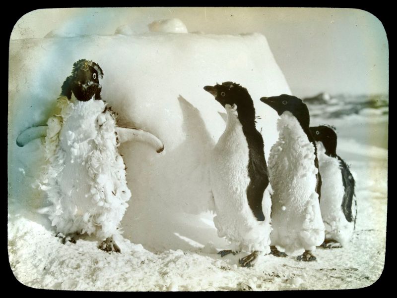 Penguins in the Early 20th Century: An Amazing Photo Series From the ...