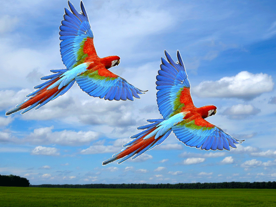 GIF ANIMADO: ARARA-VERMELHA-Nome científico: Ara chloropterus-GIF