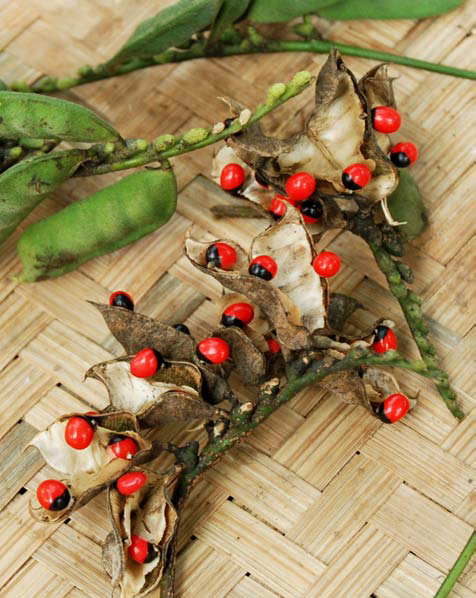 Ciri Morfologi dan Khasiat Tanaman Saga untuk Obat | anakagronomy[dot]com