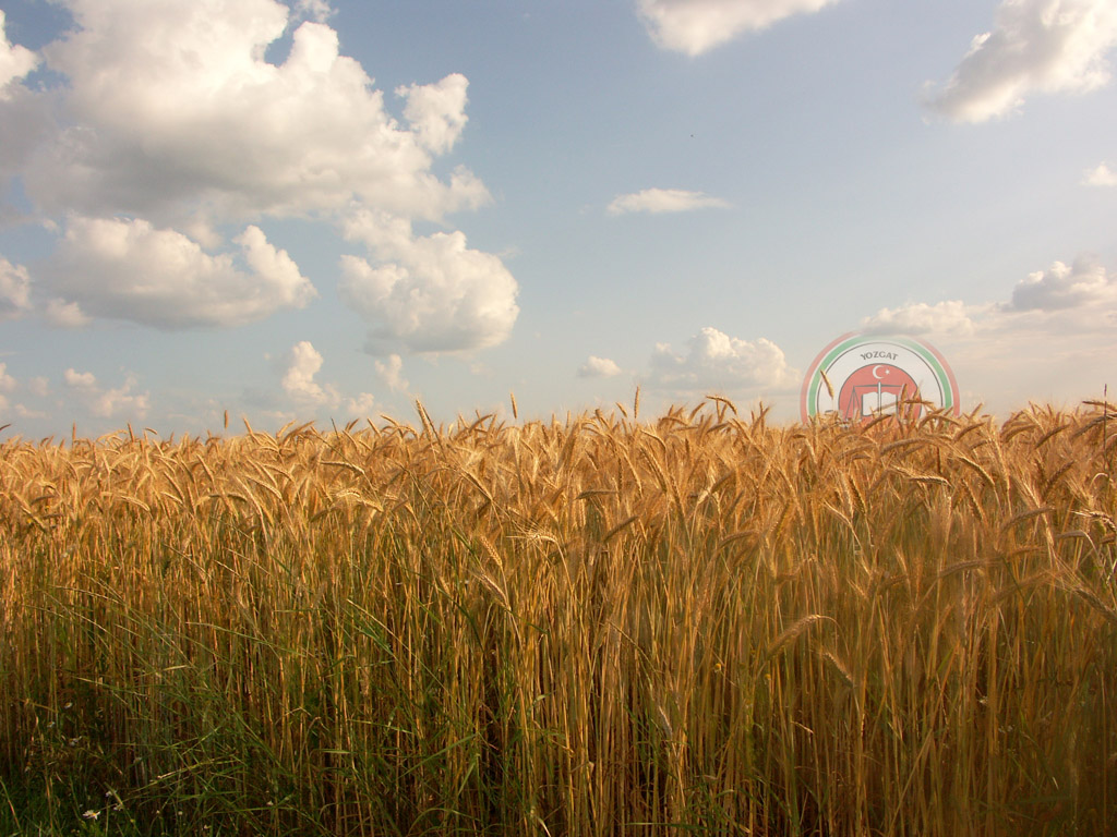 TARLA RESİMLERİ-Manzaralar