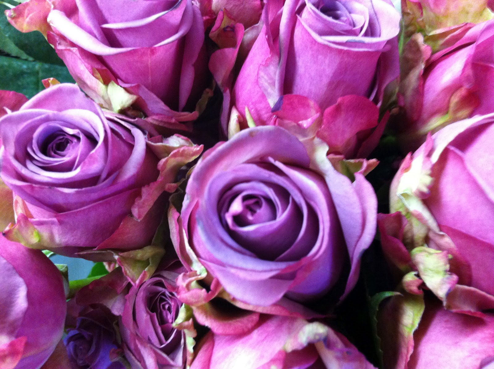 The Enchanted Petal: Lovely is the Rose