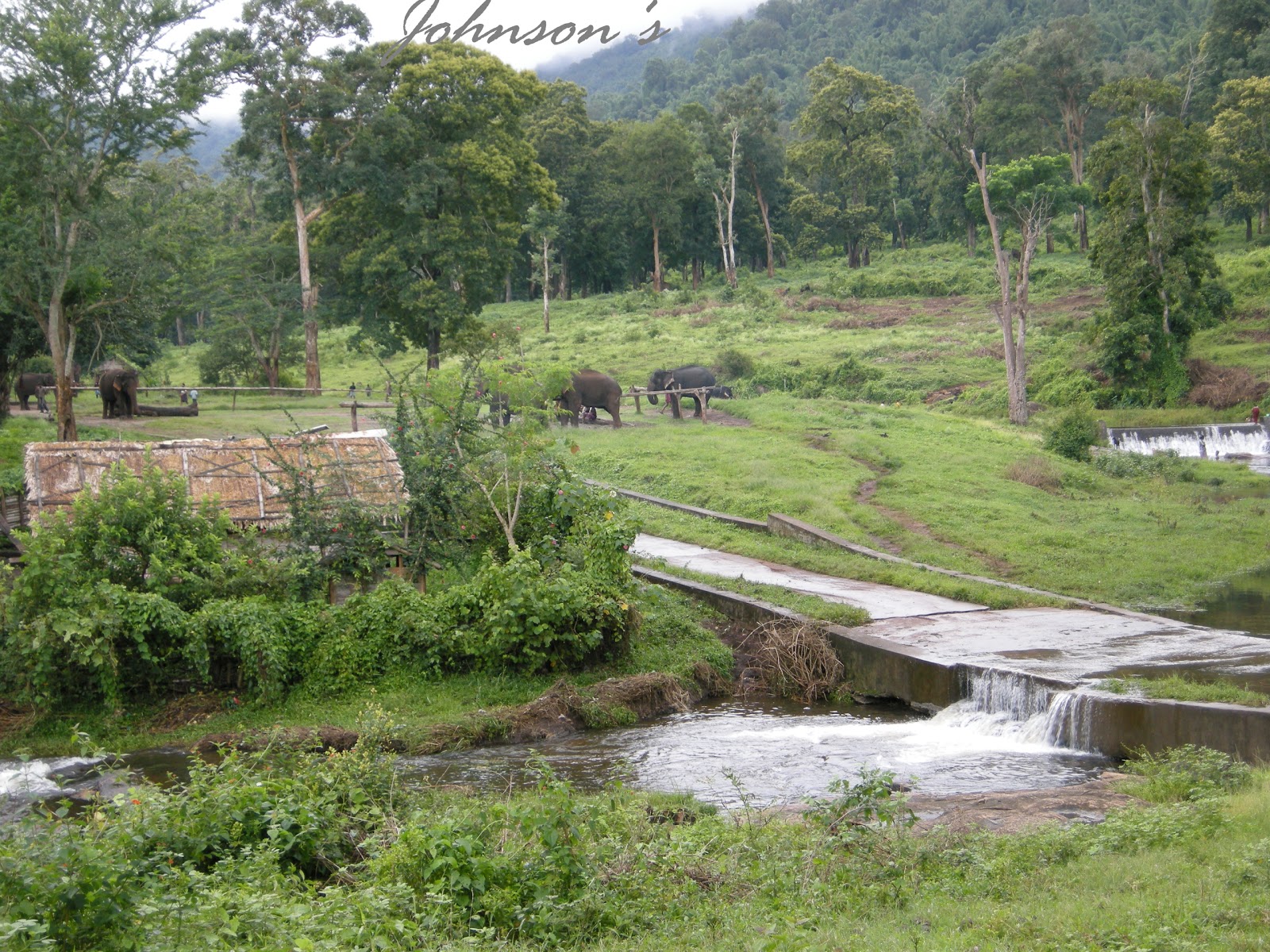Johnson's: Top Slip & Parambikulam Dam