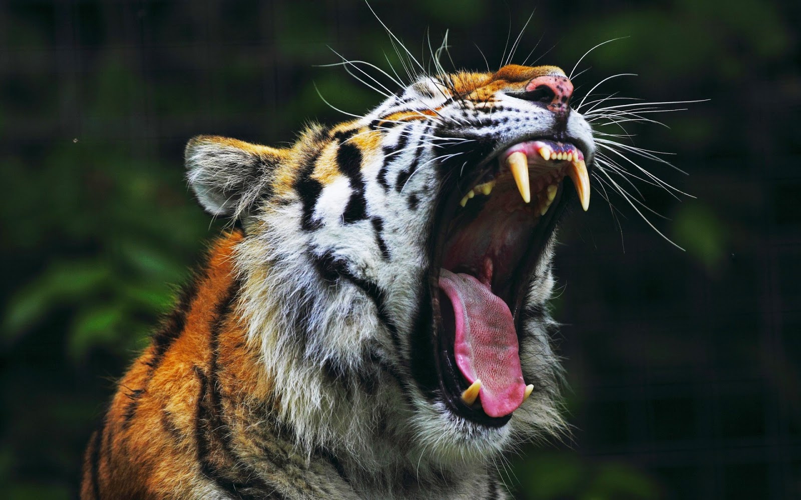 RN Wallpapers: Wallpaper Tigre rugindo