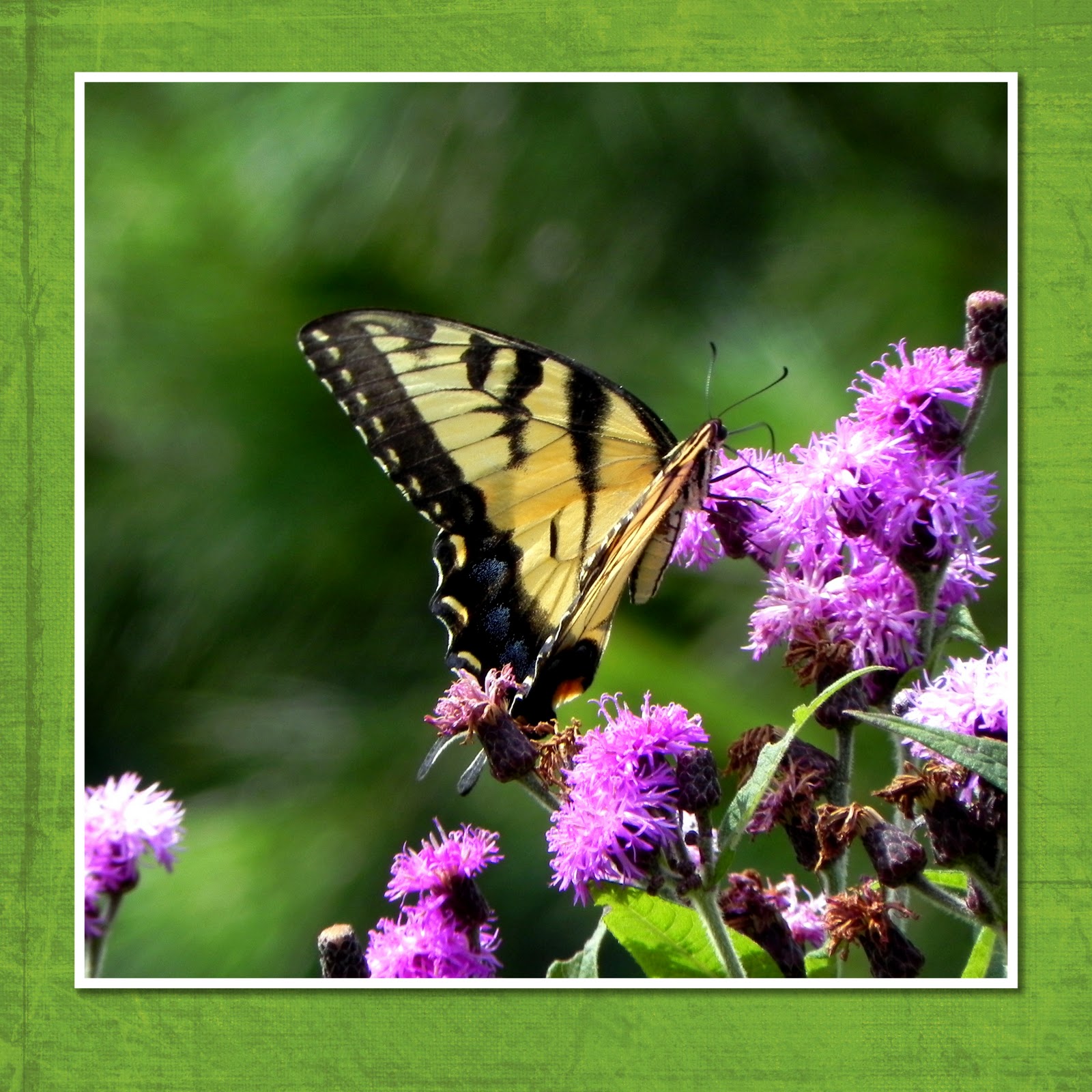 Power of the Flower: Butterfly Names (12 inch) In Search of....