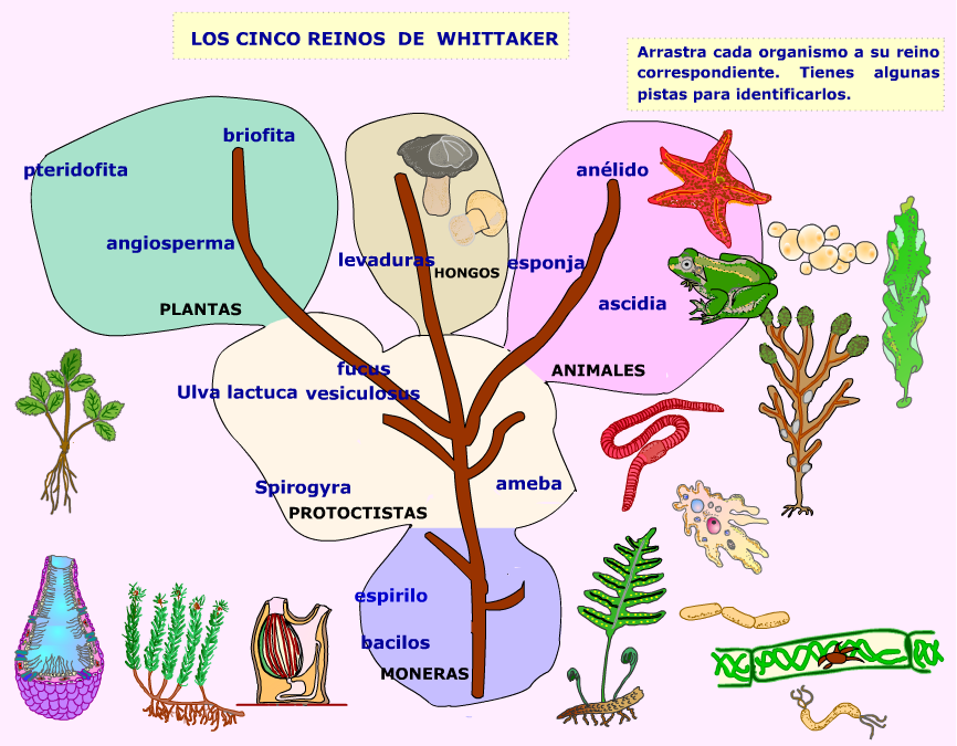 Los 5 reinos de la biologia - Imagui