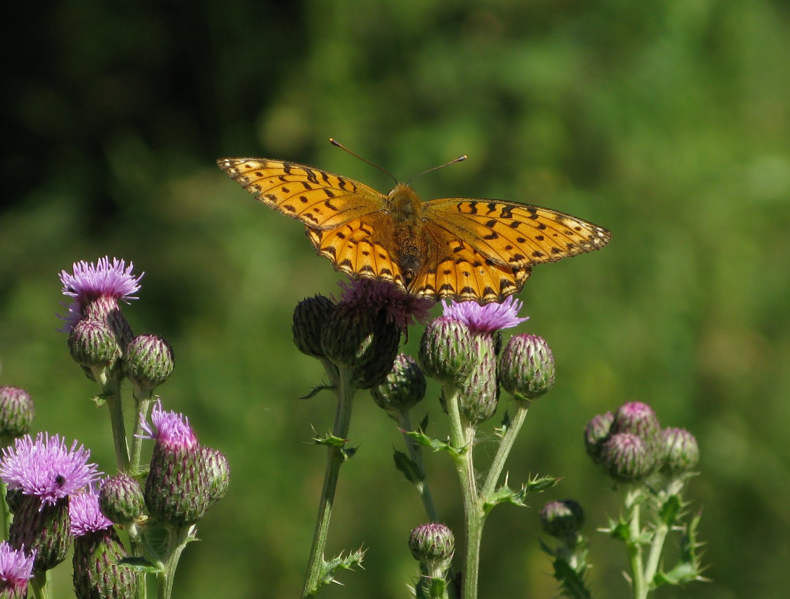 Flores y Palabras: Un paseo sobre los cardos