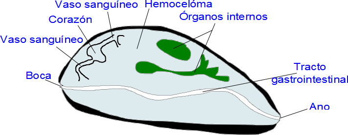 BIOLOGIA: 21 octubre 2012