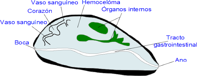 PHYLLUM MOLLUSCA ~ Biología General
