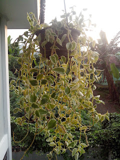 Endah Murniyati's Journey: PEPEROMIA NITIDA VARIEGATA