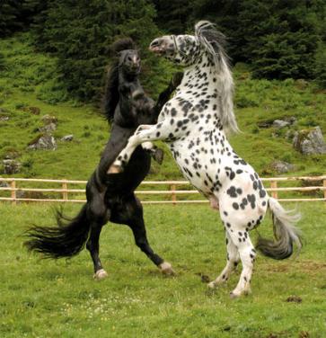 The Noriker or Noric horse | Animalix - Magazine