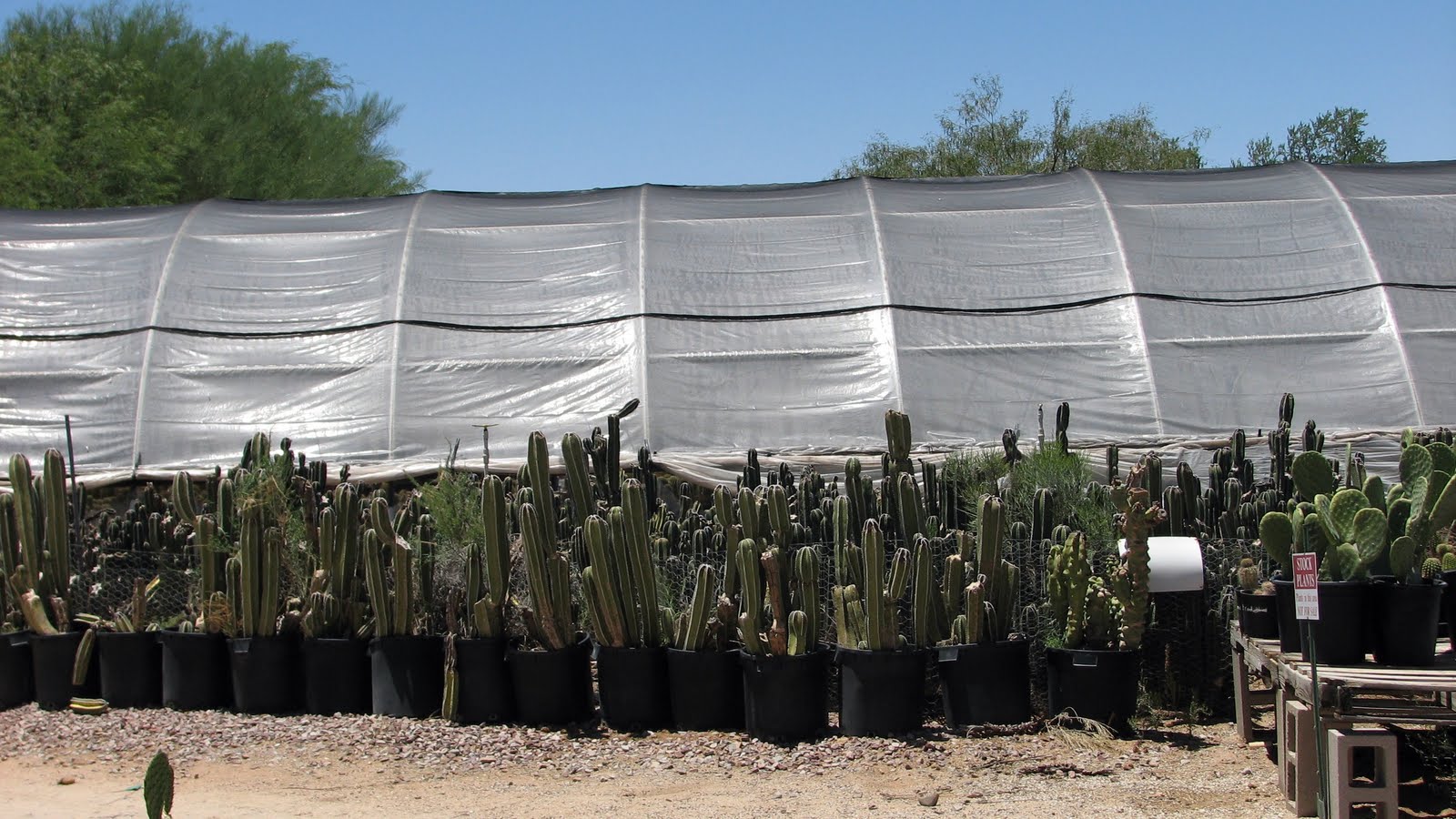 someplace*in*thyme: A Trip To A Cactus Farm And Pink Saturday Too