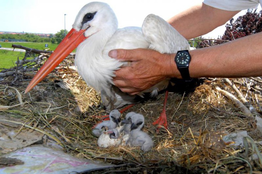 Čudesni svijet životinja: Malena i Klepetan