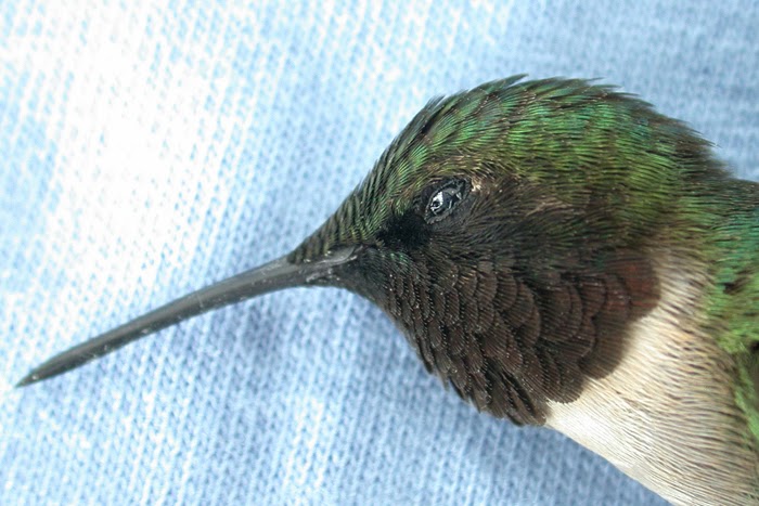 View from the Cape: The trouble with hummingbirds... revisited
