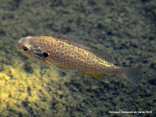 Hablando en verde: Percasol en Las Tablas de Daimiel