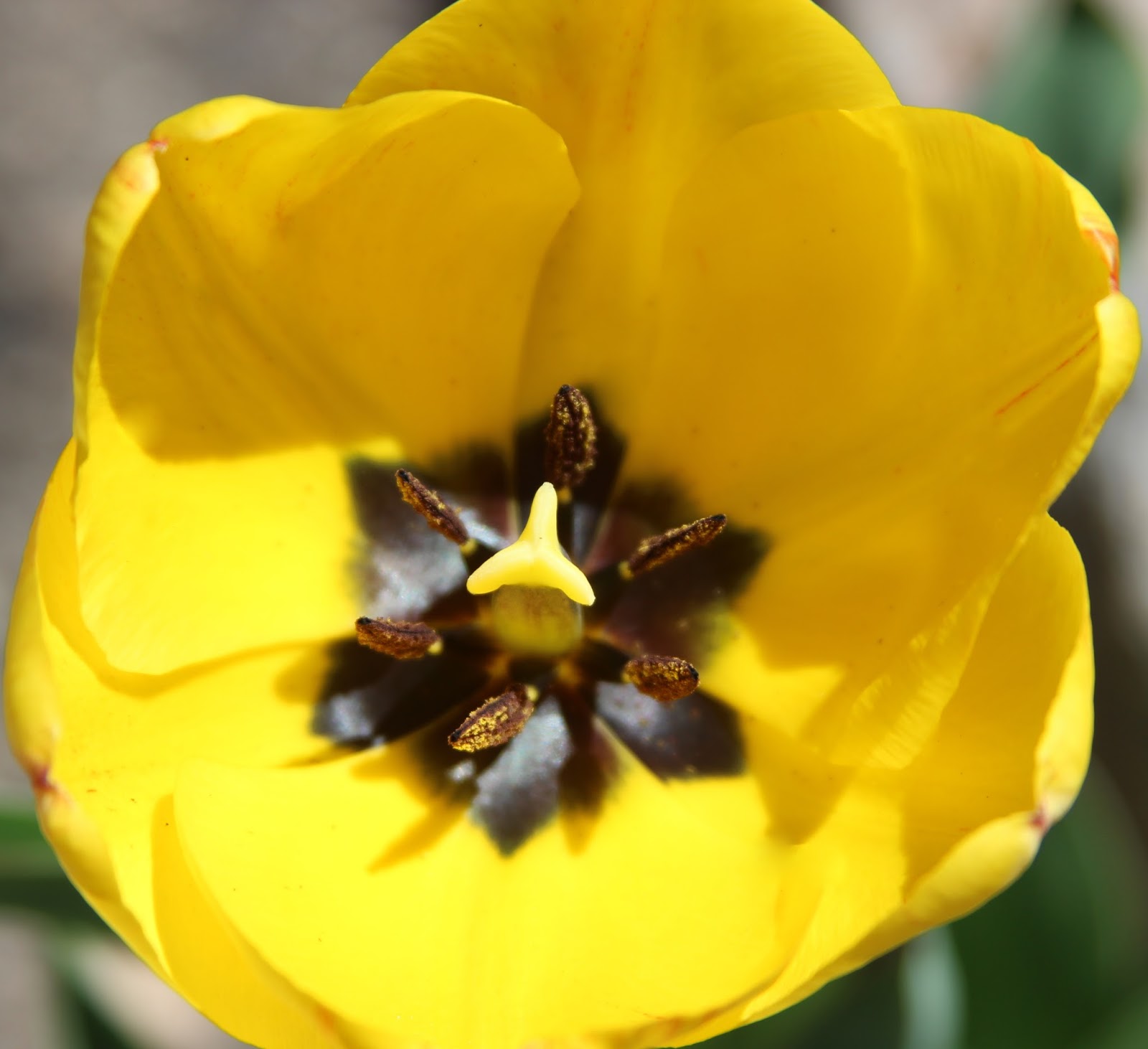 TULIPS MAKE LONG-LASTING SPRING BOUQUETS -- Combining reds and yellows ...