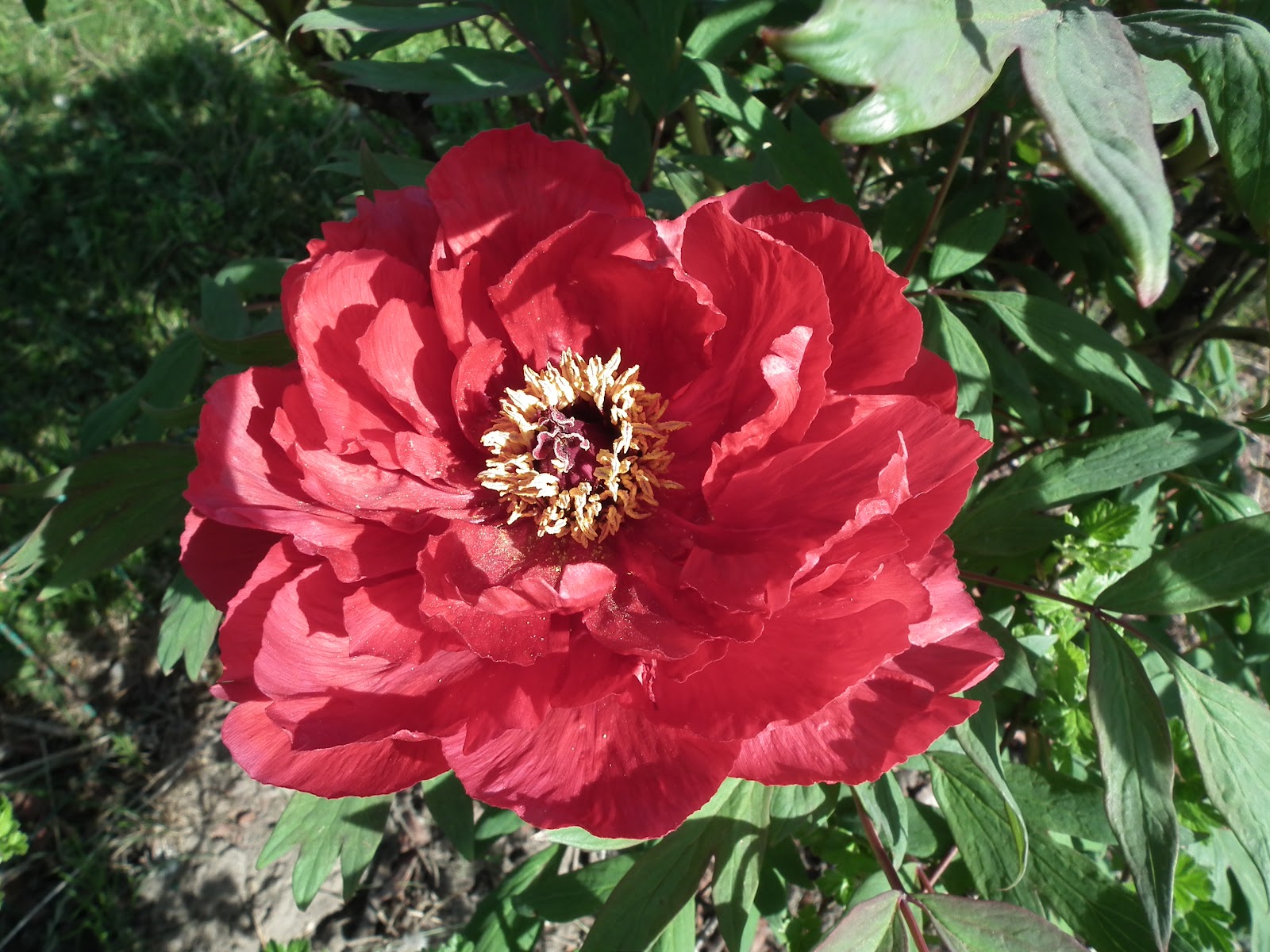 Peonies: Red Tree Peony