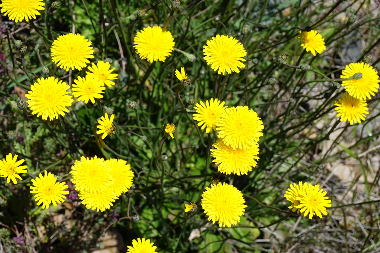 Plantas de Huerta Otea, Salamanca: Crepis (Crepis sancta)