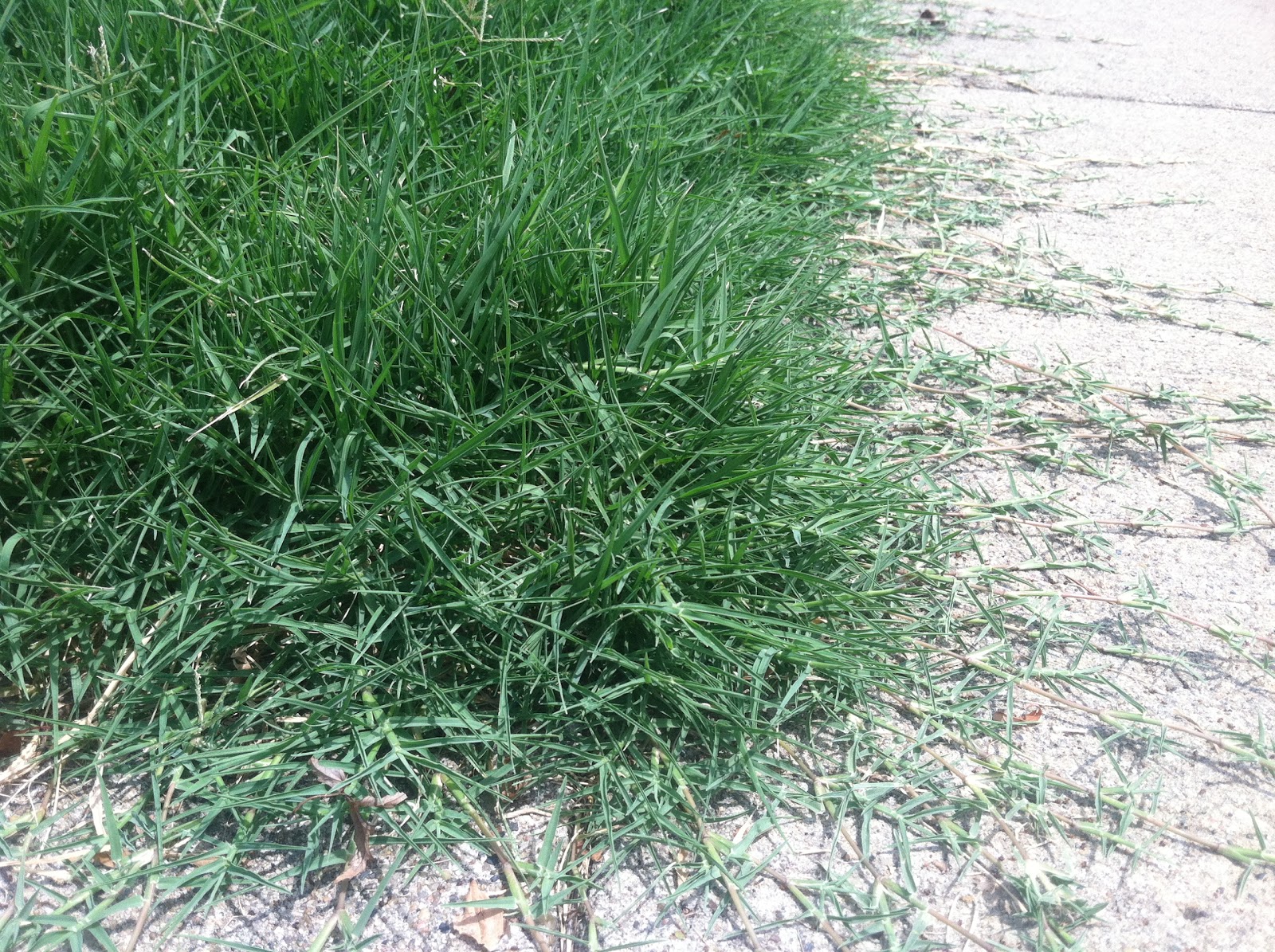 iaTURF: BERMUDAGRASS IN DES MOINES LAWN