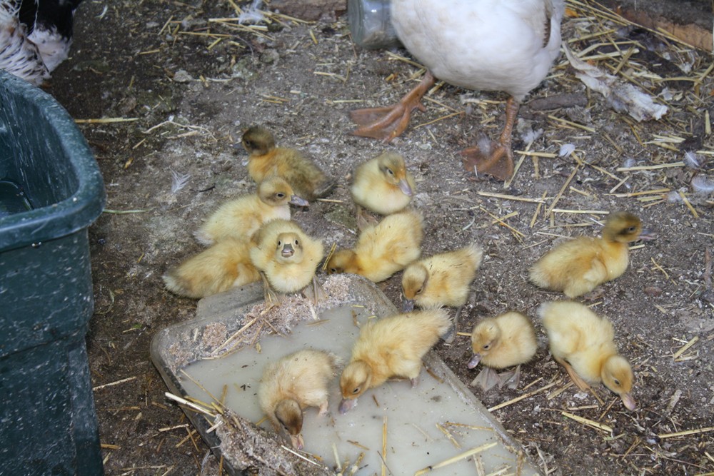 The Edible Garden: Ducklings