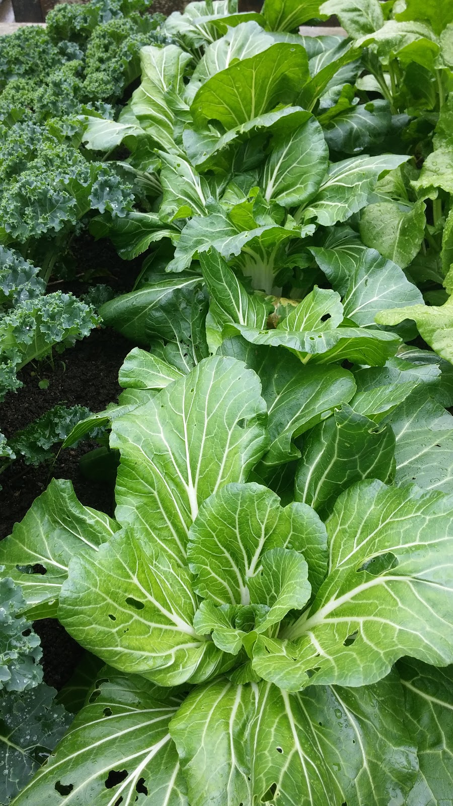 Vegetables ready to eat.