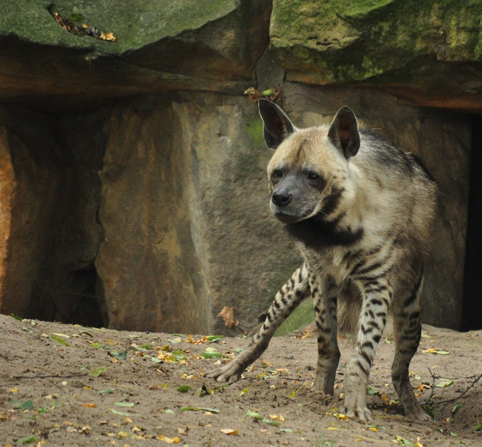 ZOOTOGRAFIANDO (6.096 ANIMALS): HIENA RAYADA / STRIPED HYENA (Hyaena ...