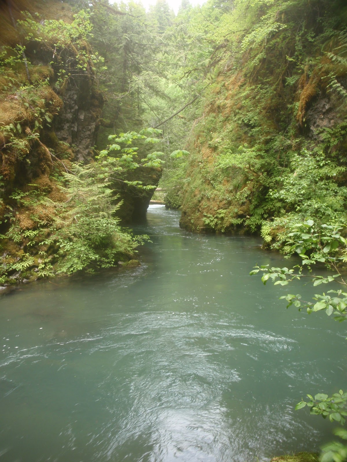Fluid: As a lifestyle.: The Big Quilcene - Olympic Peninsula