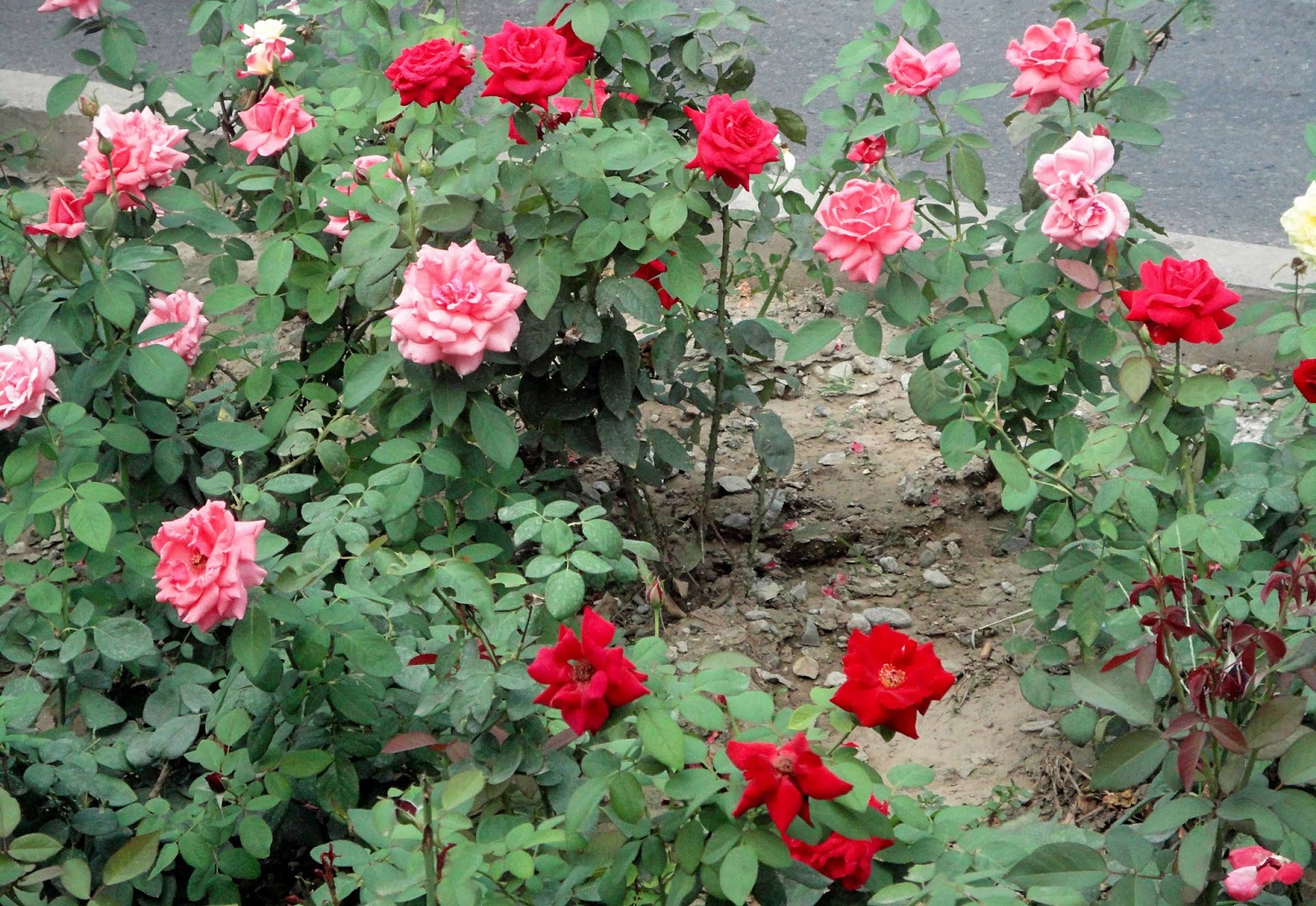 Terbaru 22+ Gambar Tanaman Mawar