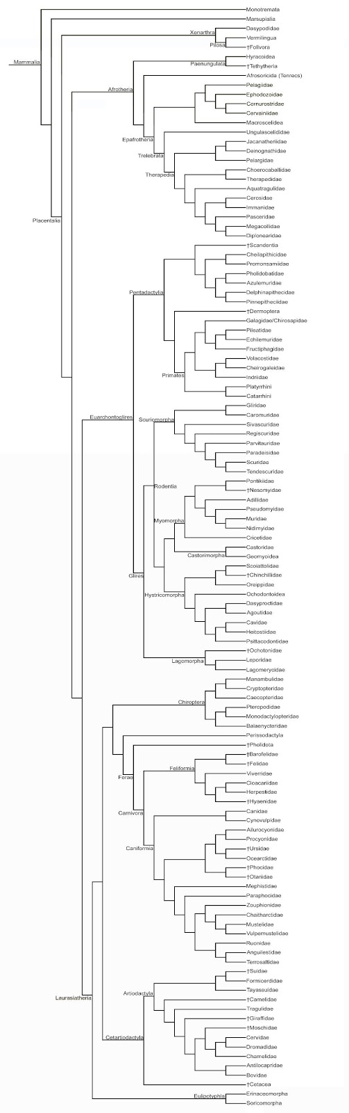 Metazoica: Metazoic Mammal Cladogram