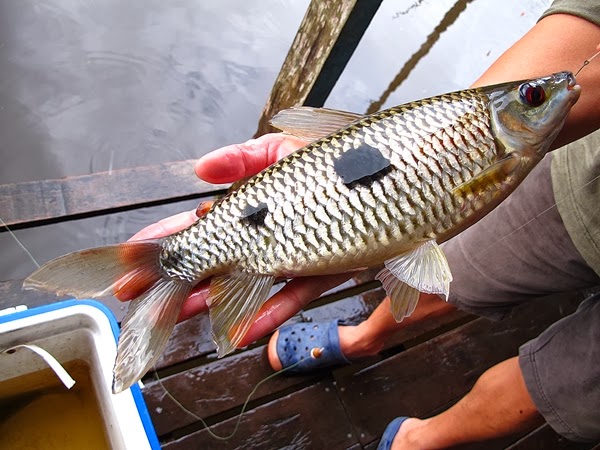 ANGLING WORLD 魔魚釣界: The Exotic Amazon Game Fish - Aimara