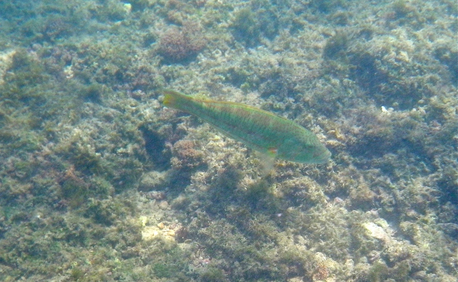 Psychedelic Waterfall: Christmas Wrasse, Manini fish and started a new ...