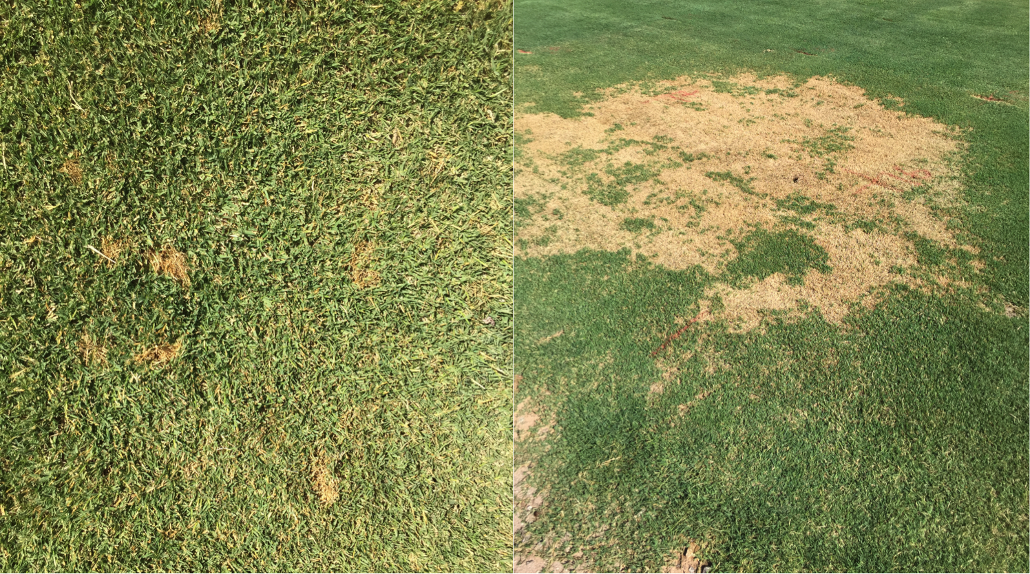 NMSU Plant Clinic High Humidity Encourages Turf Diseases nmsu-plant-clinic-high-humidity-encourages-turf-diseases