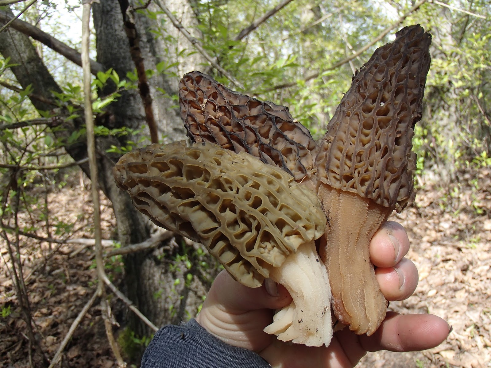 MOJA MENAŻERIA : Tam, gdzie rosną smardze