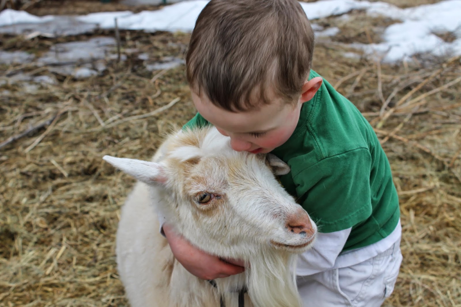 born imaginative.: Meet Katy the Goat