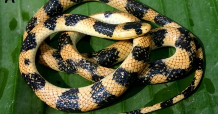 Species New to Science: [Herpetology • 2016] Tantilla tjiasmantoi • A ...