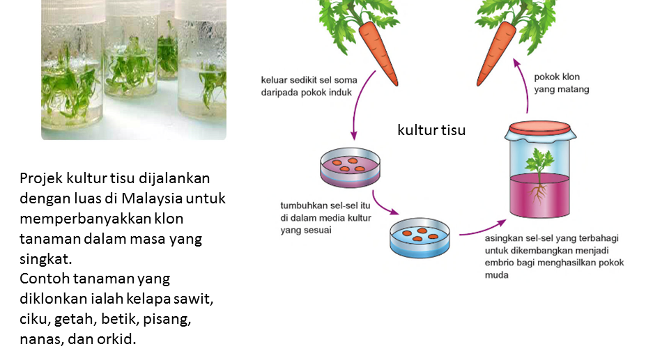 Explore to Koh's Science World ( Blog Sains): Kultur tisu
