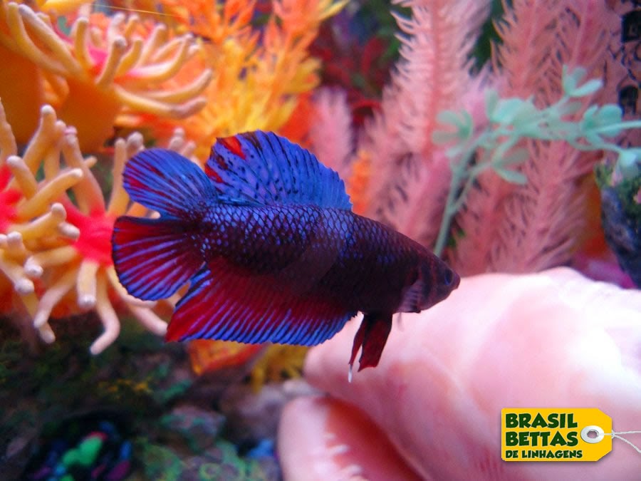 Brasil Bettas de Linhagens: Galeria: Betta Double Tail
