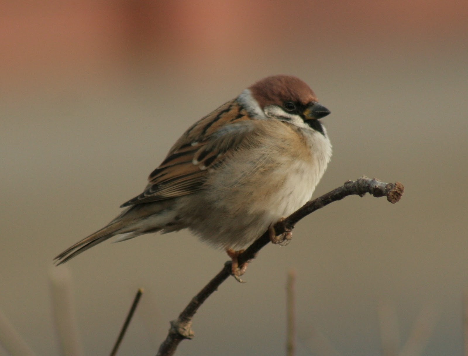 Las Mira: Mazurek - rodzimy wróbel.