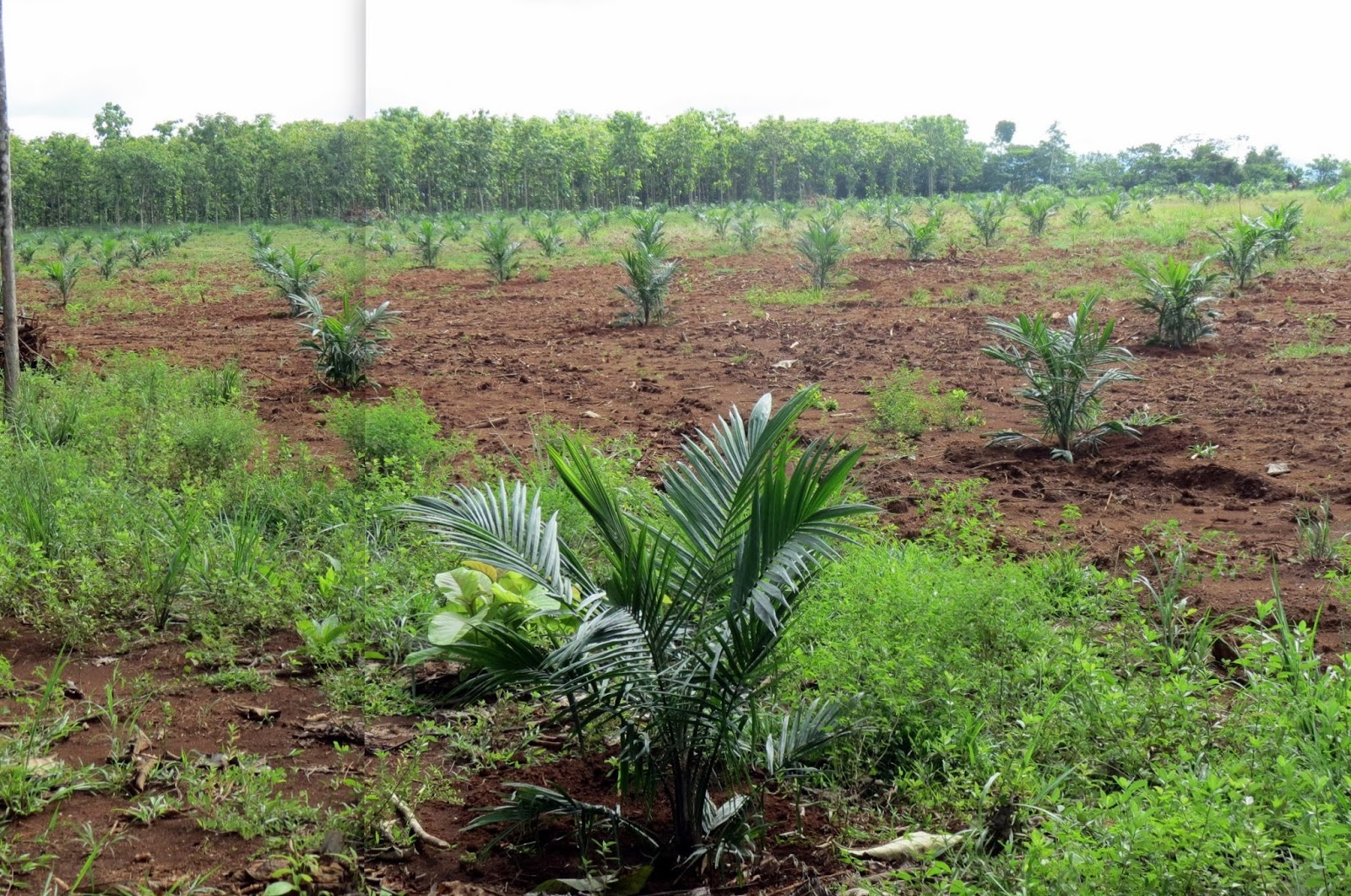 Hodges Family in Panama: Palm Oil Farm Planted!